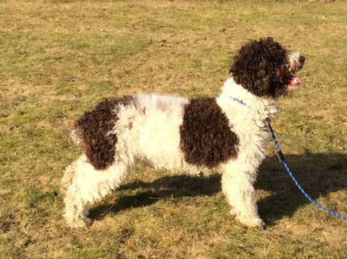 Perro Rizados Julieta :: Guldekens-kennel